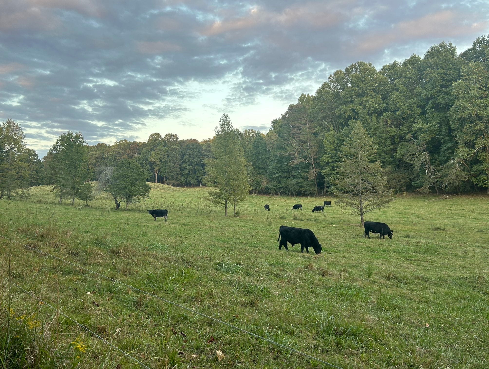 Certified Black Angus, Grass-Fed Beef – Radlmann Family Ranch